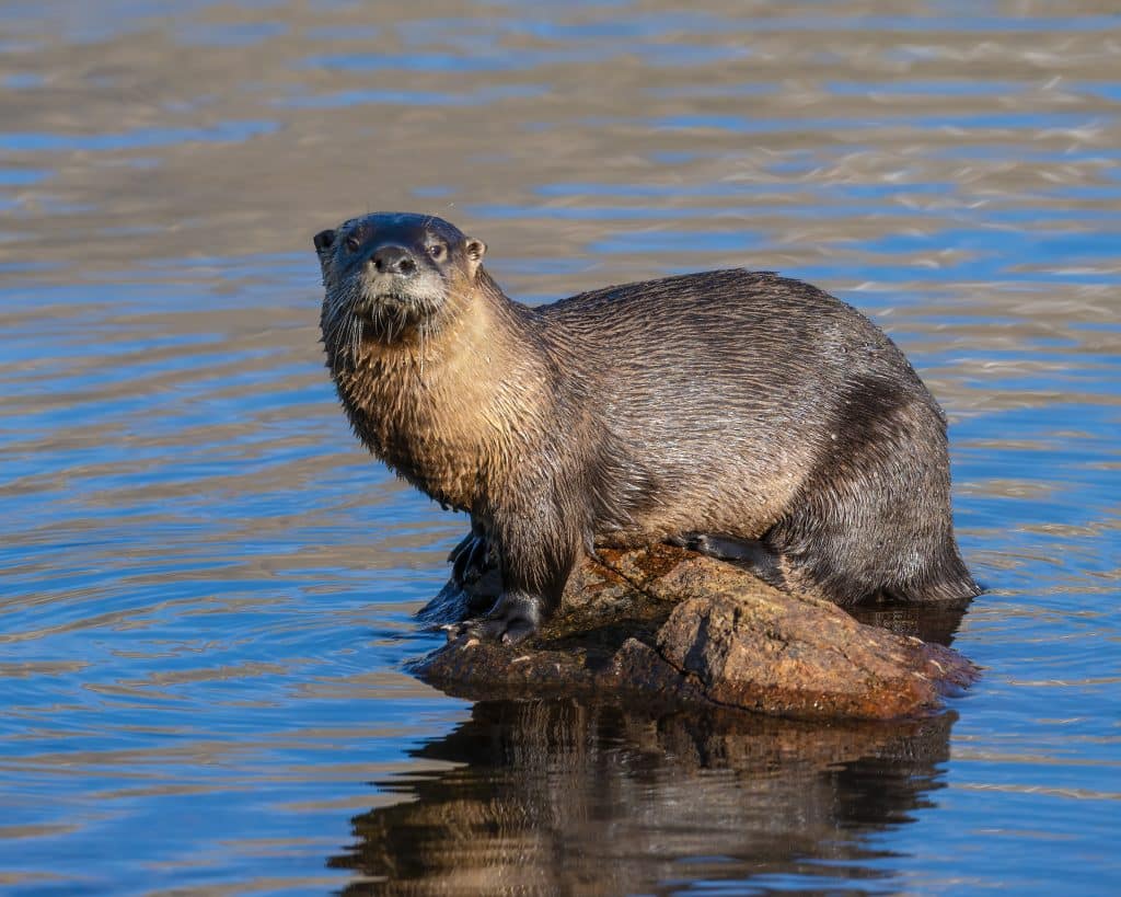 Primeros en la Cadena Alimenticia Acuática de Colorado: ¡La Nutria de ...